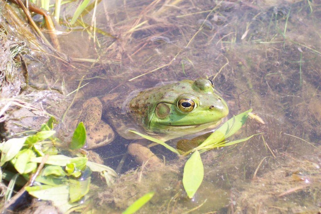 Community Science – Junction Creek Stewardship Committee